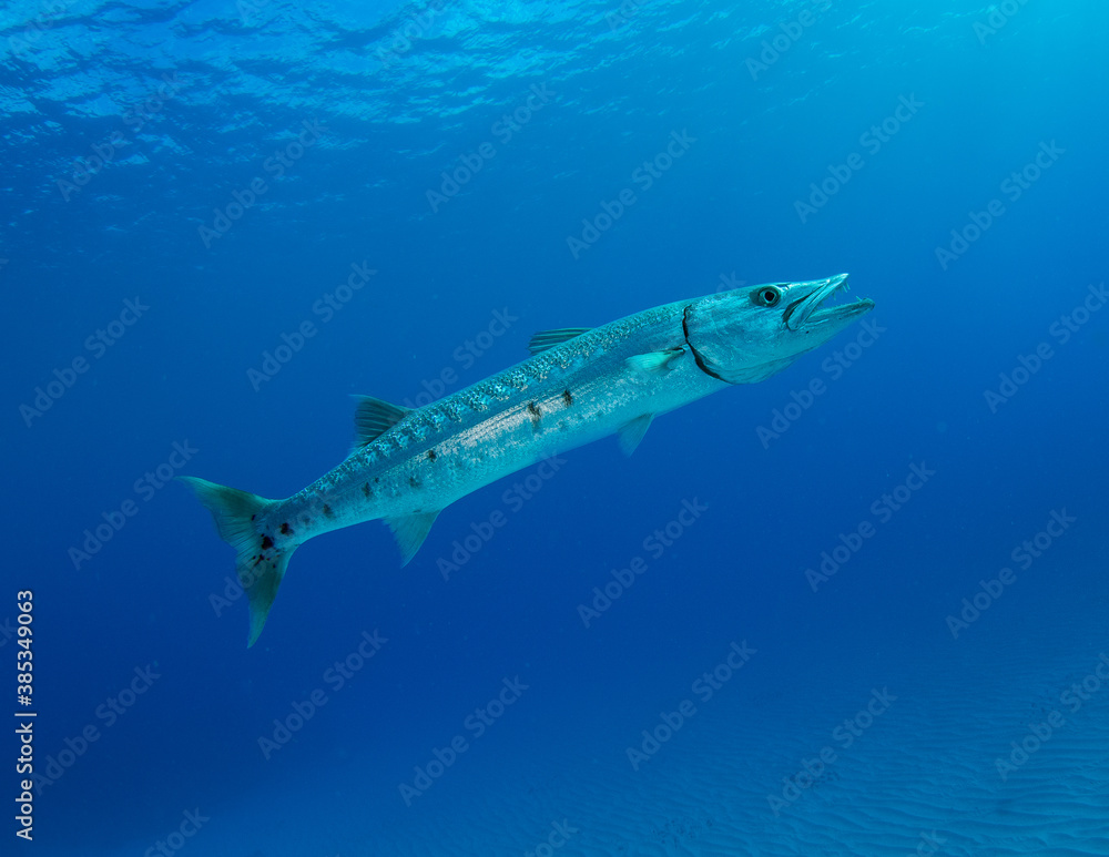 Barracuda. Little Cayman Stock Photo | Adobe Stock