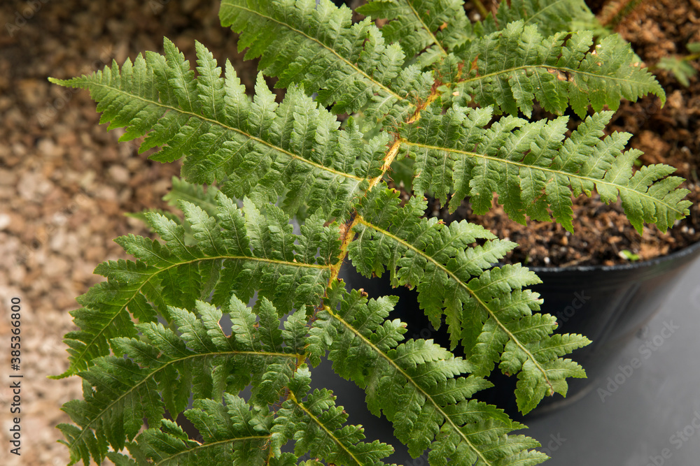 Flora. Closeup view of Cyathea cooperi fern, also known as Australian ...