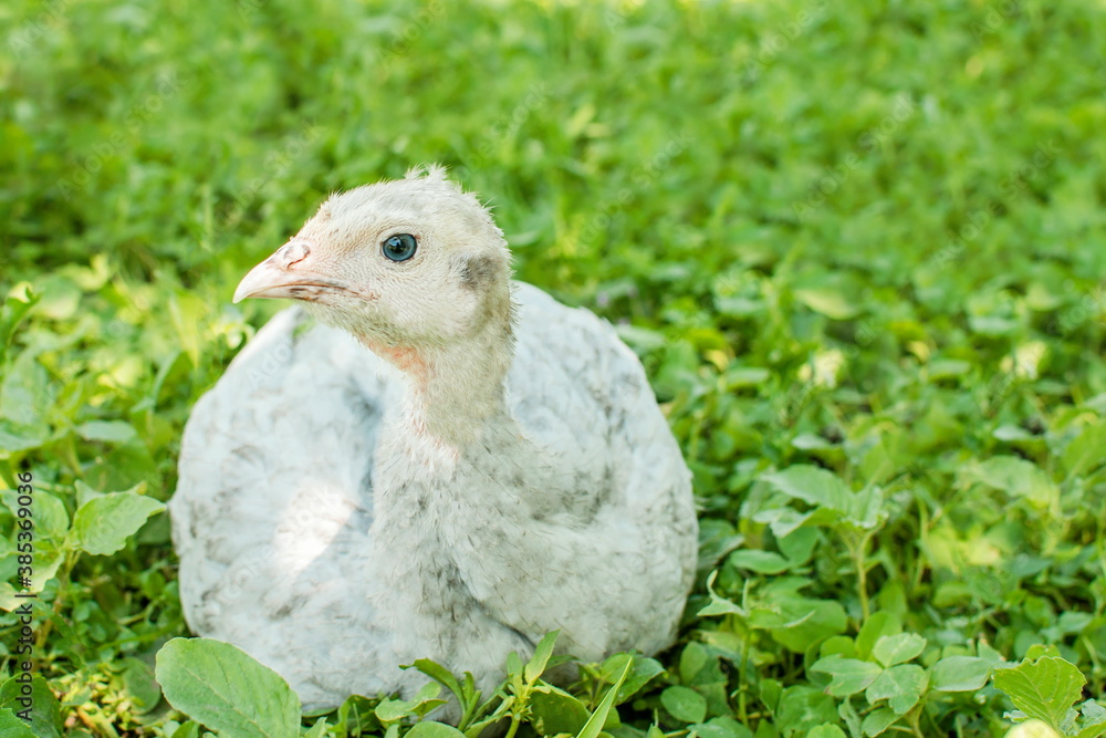 cute young turkey lies on the grass and looks at the camera. Breeding ...