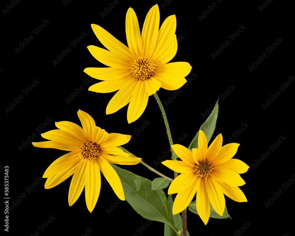 Flowers of Jerusalem Artichoke (Earth Apple), lat. Helianthus tuberosus ...