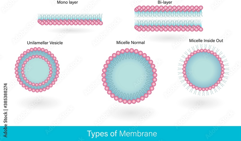 Types of plasma membrane of cell: . liposome, membrane, cell, Monolayer ...