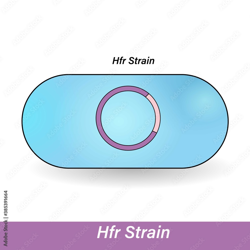 High frequency of recombination or HFR strain of bacteria vector ...