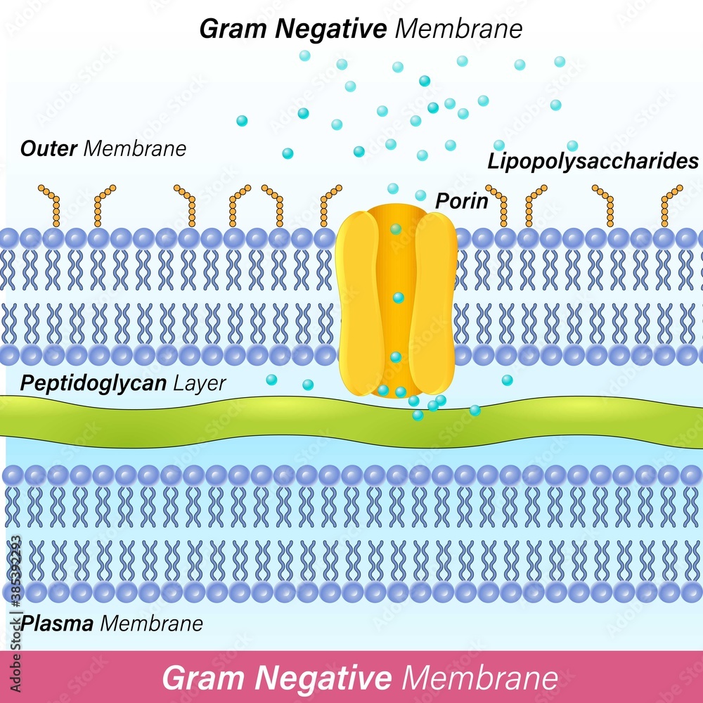 Gram negative Membrane with plasma membrane, outer membrane, and peptidoglycan and ...
