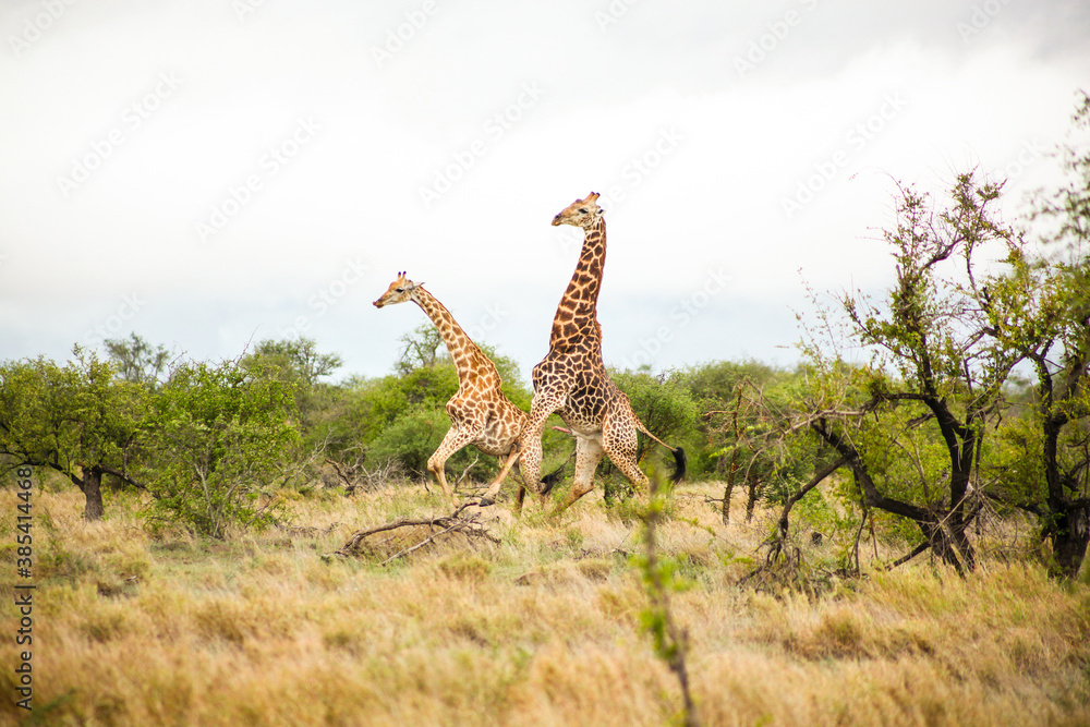African Giraffe during a mating in a South African wildlife reserve ...