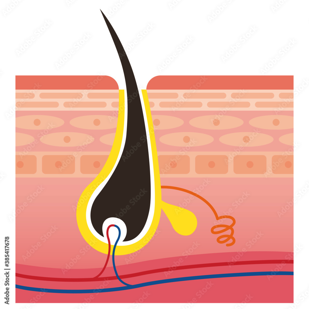 Cross section of pore and skin. Pale colored illustration in flat ...