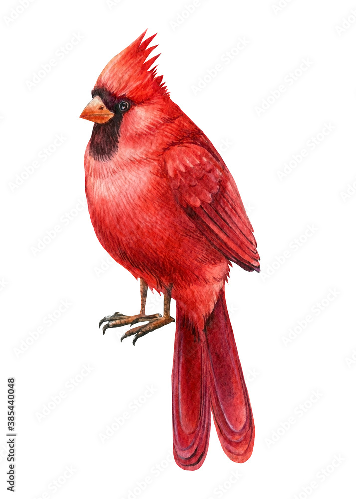 Red cardinal seen up close in profile, isolated on whiteю Watercolor ...