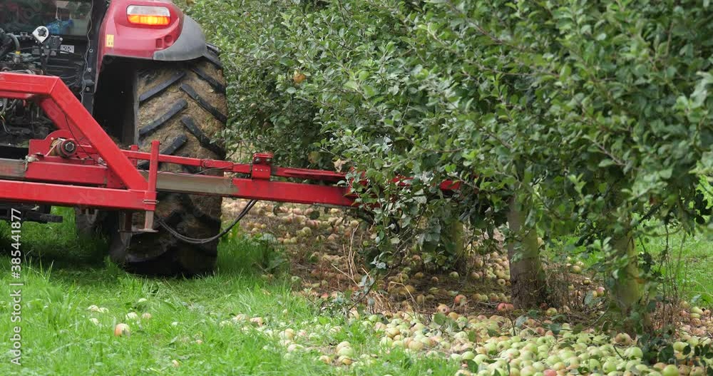 At harvest time a tractor shakes an apple tree with a device and throws ...