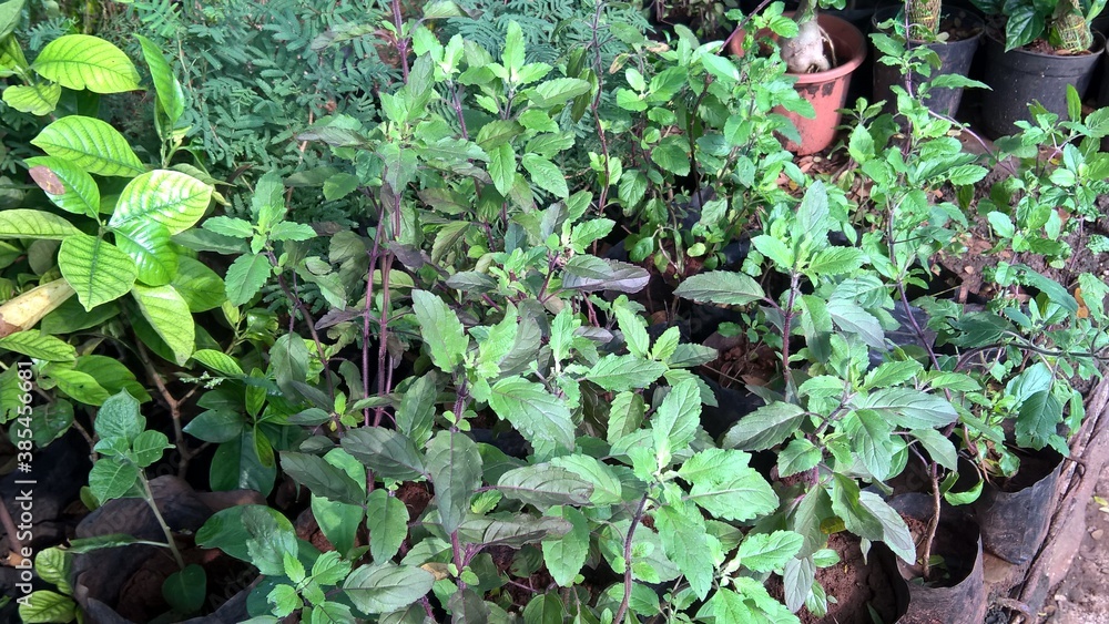 Holy basil, Ocimum tenuiflorum also called tulsi plants Stock Photo ...