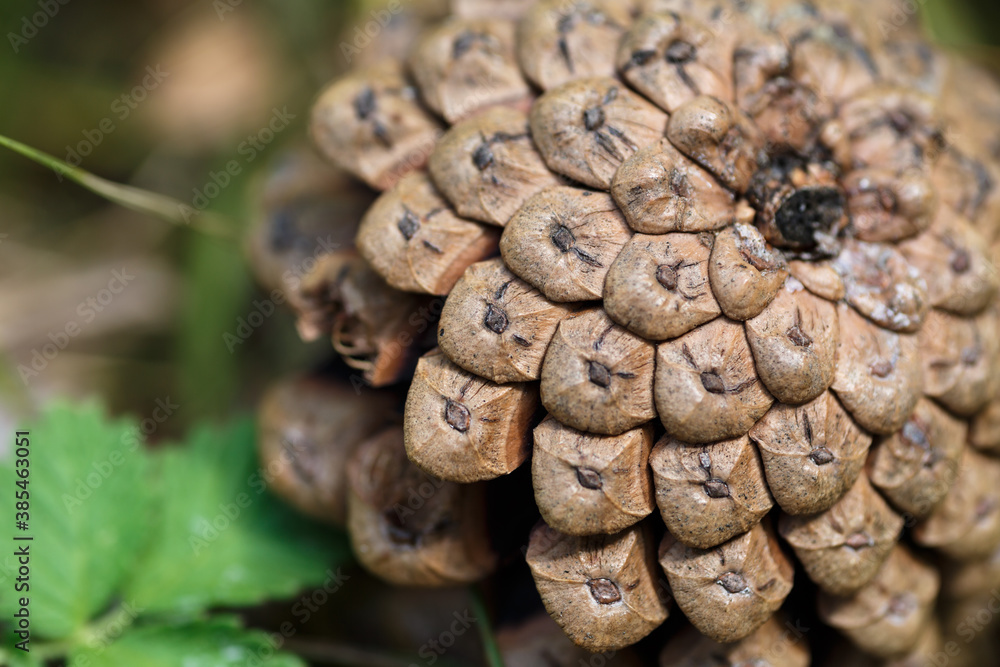Fibonacci Sequence In Pine Cones