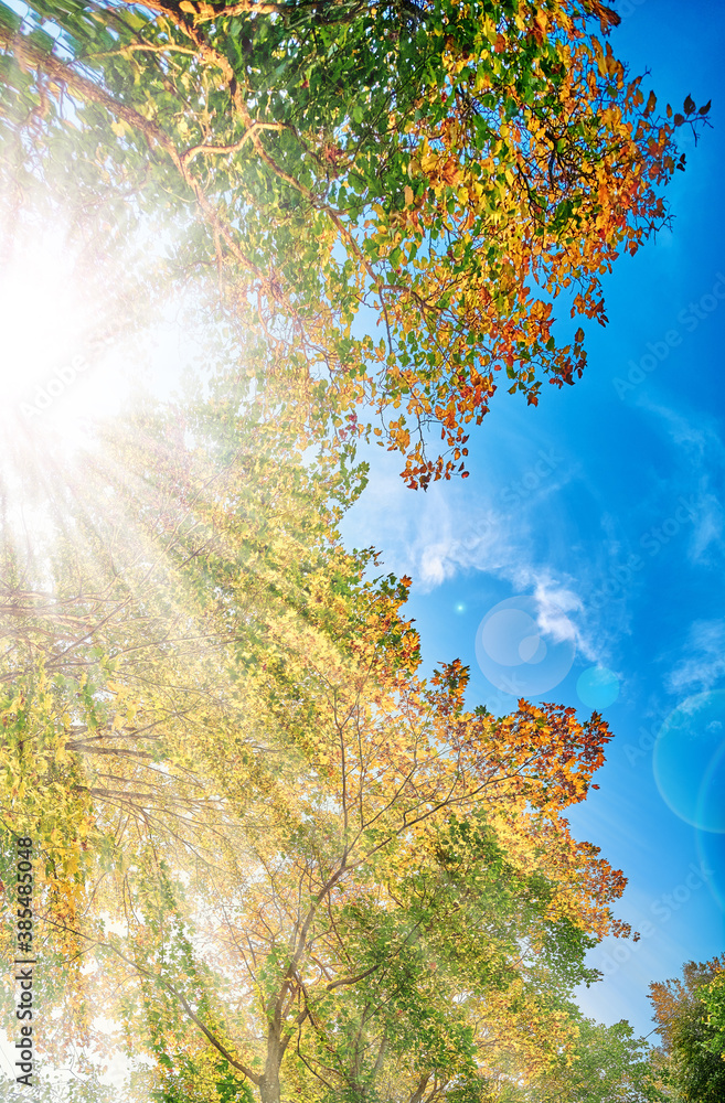 autumn landscape in yellow colors, bottom-up view of the yellowed ...