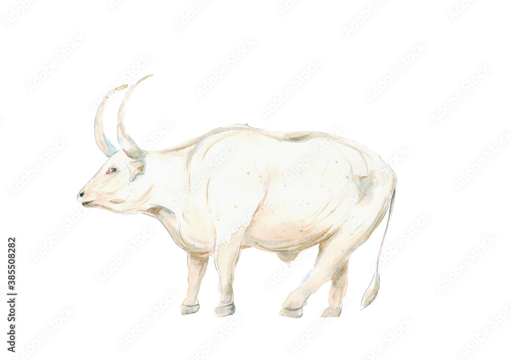 Watercolor hand drawn illustration of white bull symbol of 2021 ...