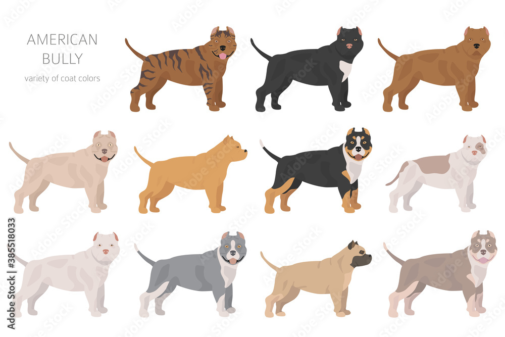 American bully dogs set. Color varieties, different poses. Dogs ...