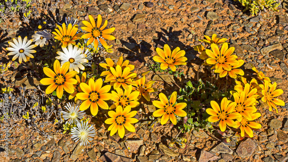 Poster Cluster of Gazania wildflowers in Tankwa Karoo – Wall Art ...