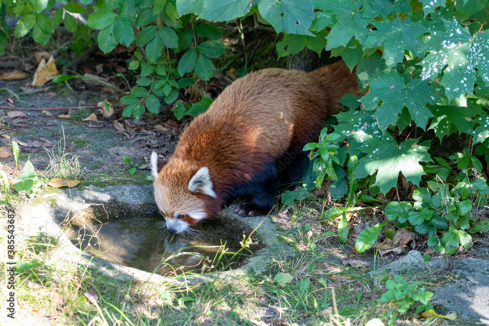 Red Panda Body