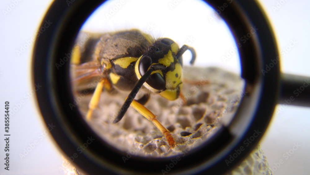 Close up of yellow wasp face yellow hornet a white background. Closeup ...