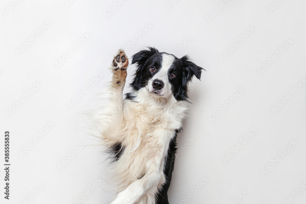 Funny studio portrait of cute smiling puppy dog border collie isolated ...