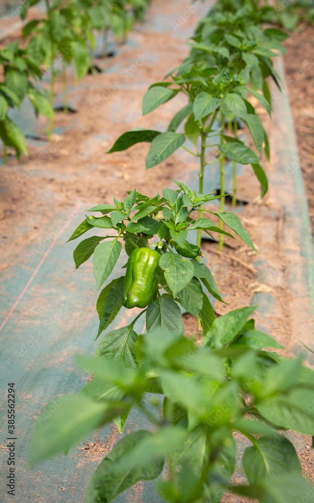 Young Paprika plant growing in rows indoors in a greenhouse tunnel in ...