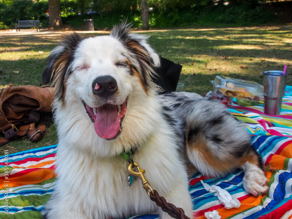 Australian Shepherd dog with a huge smile laying on a blanket in the ...