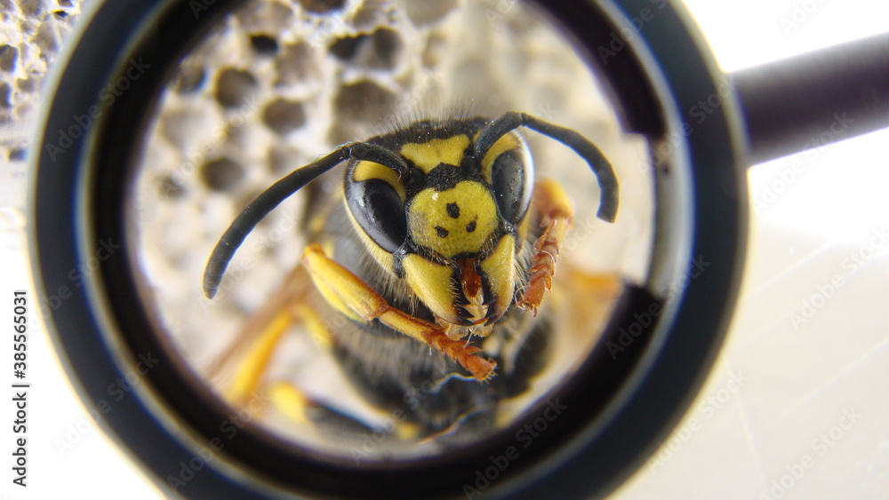 Close up of yellow wasp face yellow hornet a white background. Closeup ...