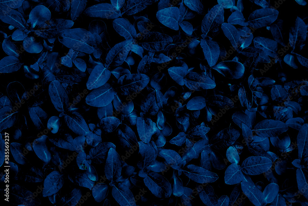 Abstract blue leaves background. Stock Photo | Adobe Stock