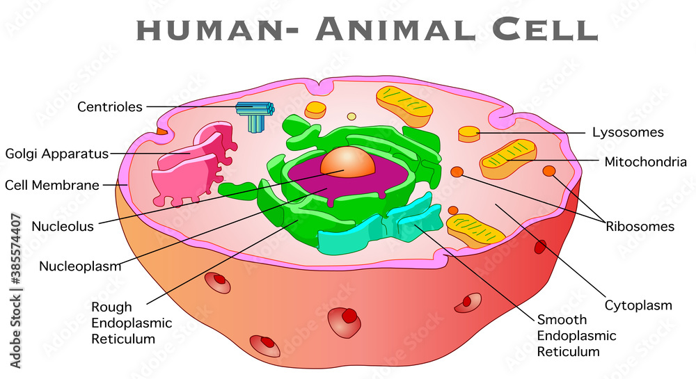 Animal, human cell diagram. Structure with organelles, components. Cell ...