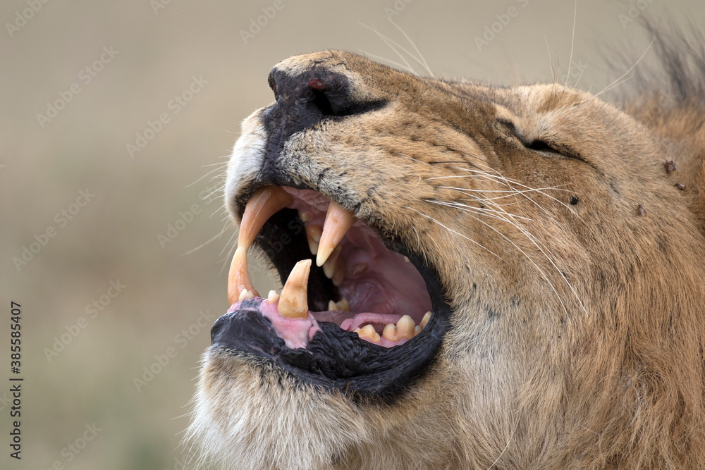 Lion Teeth