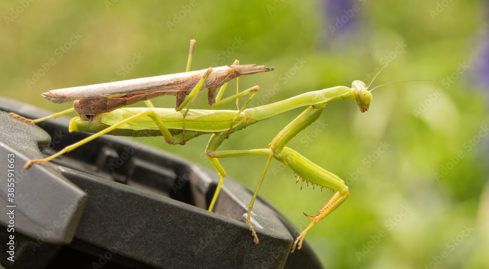 Female Carolina Mantis with a dead, headless male still attached to her ...