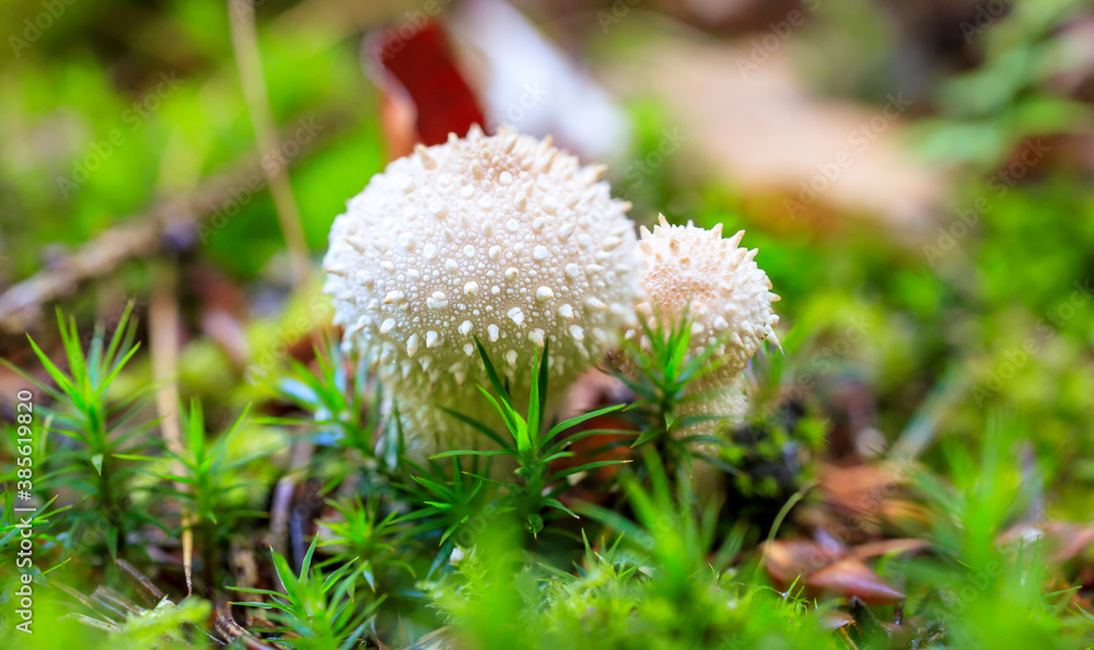 Common Puffball, Lycoperdon perlatum, warted puffball, gem-studded ...