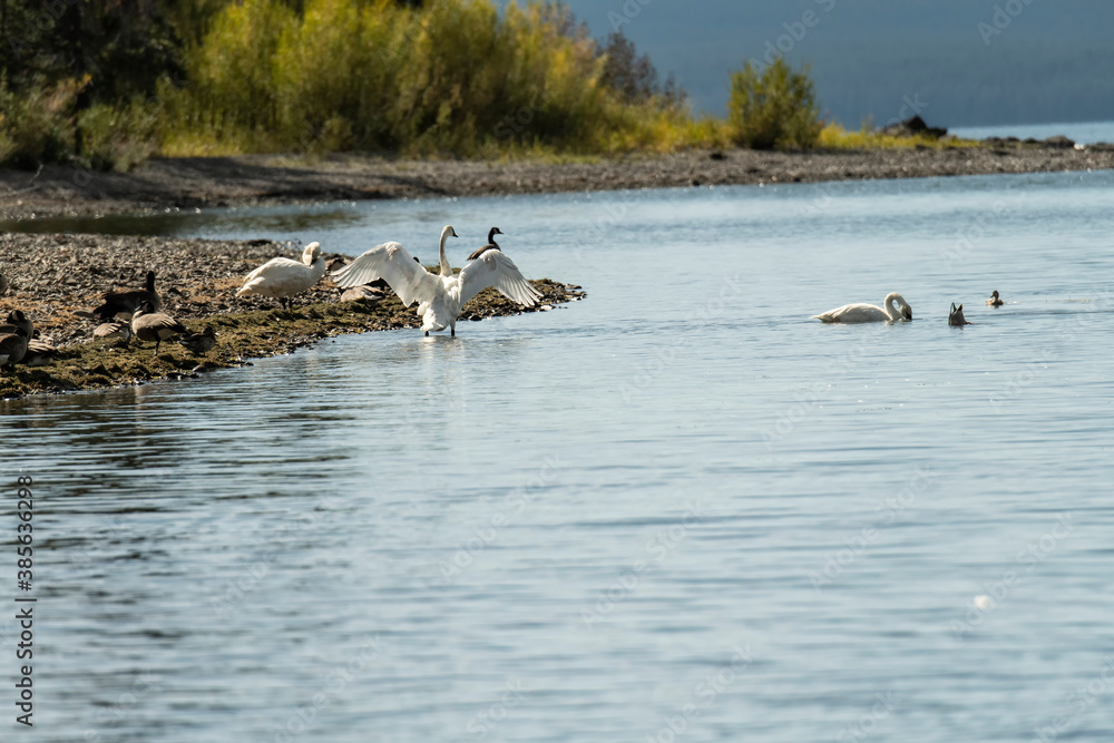 Trumpeter swans (Cygnus buccinator) and Canada geese (Branta canadensis ...