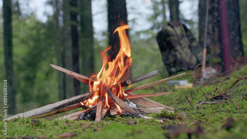 Campfire in the damp forest. Camping, Firewood is burning on moss ...