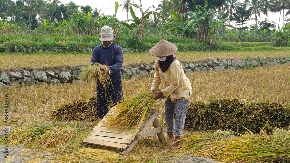 The traditional way to harvest rice is by hitting and releasing the ...
