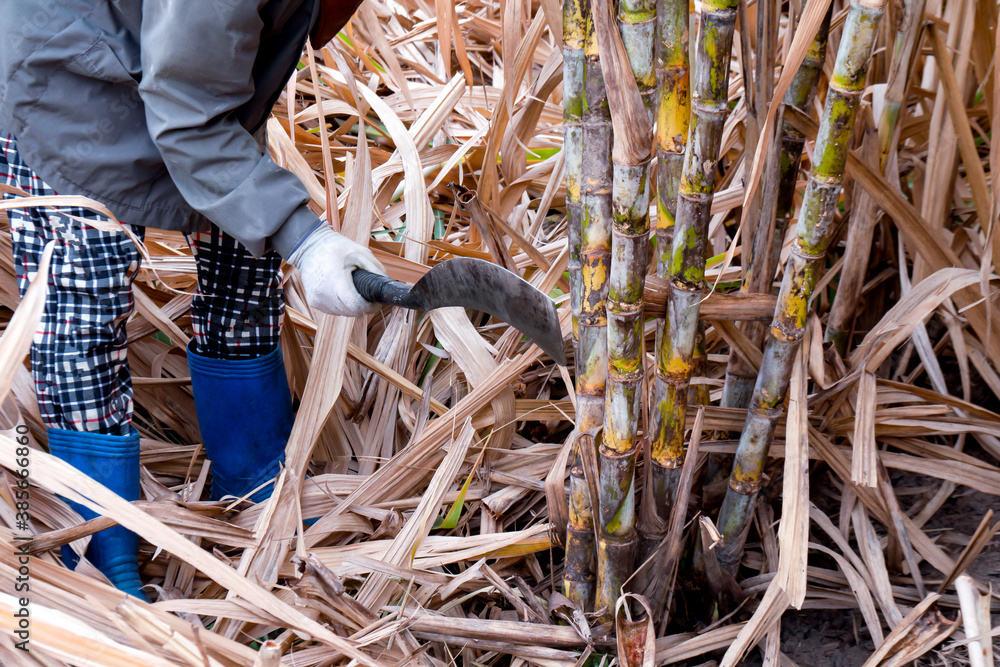 sugarcane cutting workers in sugarcane fields, worker in sugar cane ...