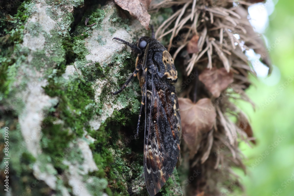 Acherontia atropos moth on a tree trunk in the garden. Death's-head ...