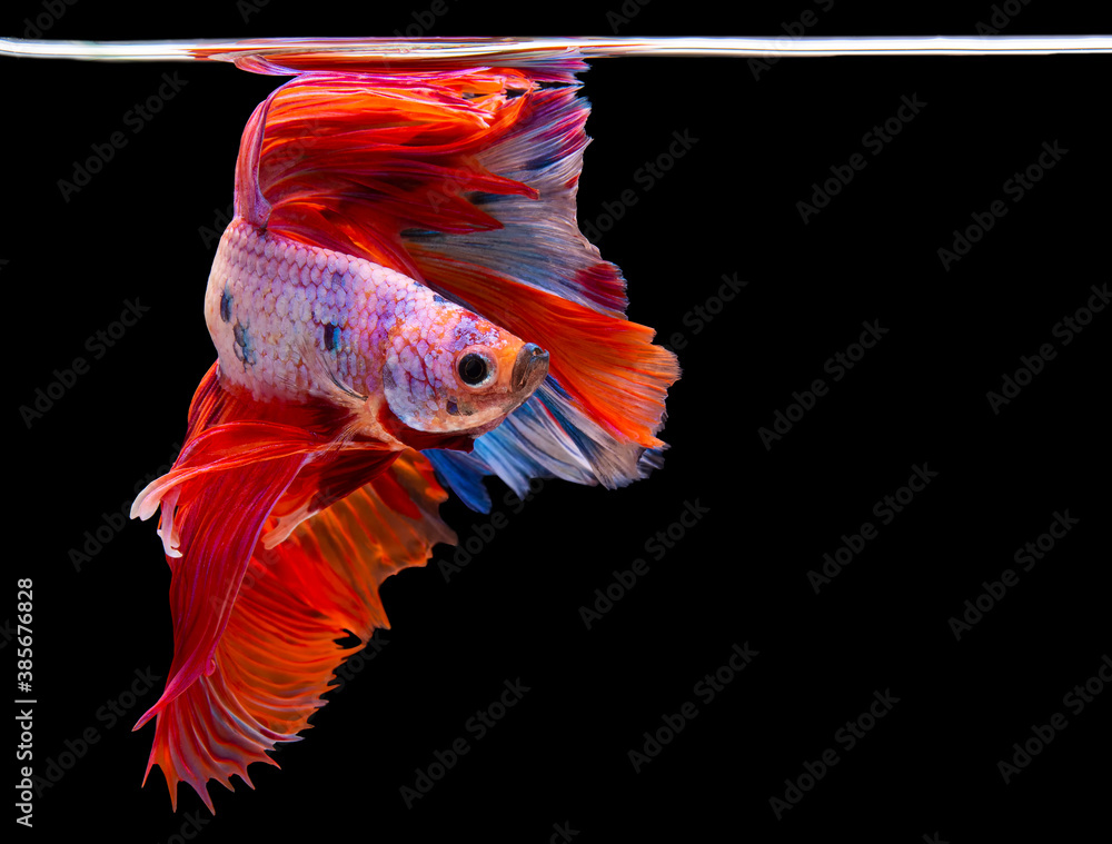 Beautiful movement of red Betta fish, Rhythmic close up of Siamese ...