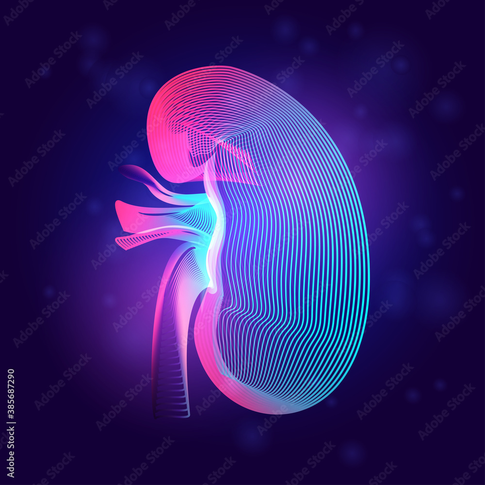 Fototapeta Human kidney medical structure. Outline vector illustration ...