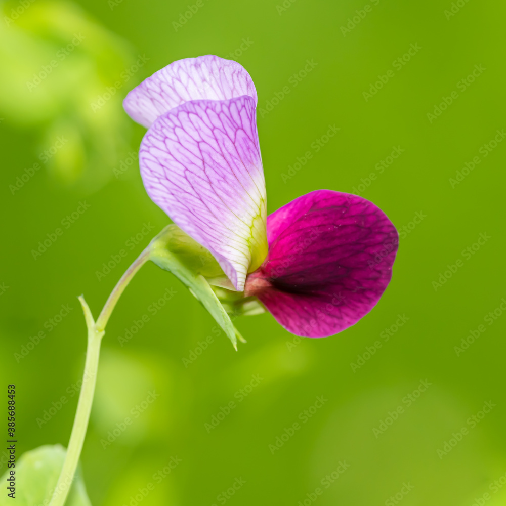 purple field pea flower (pisum sativum) Stock Photo | Adobe Stock