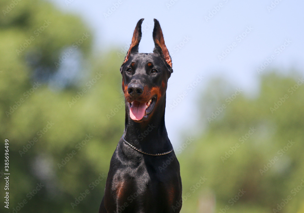 Blue European Doberman