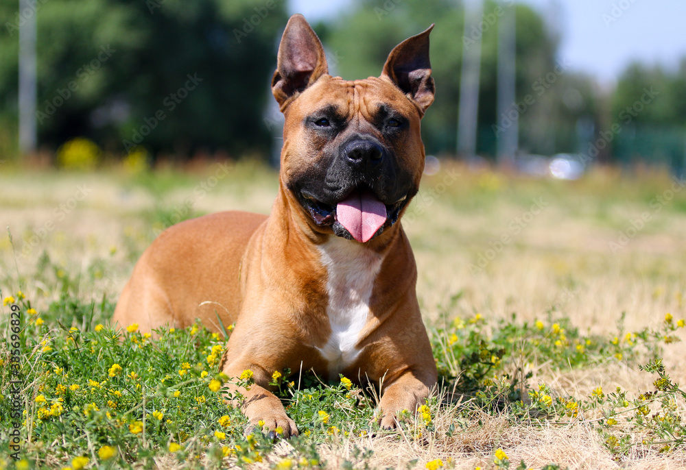 Strong and beautiful American Staffordshire Terrier male portrait ...