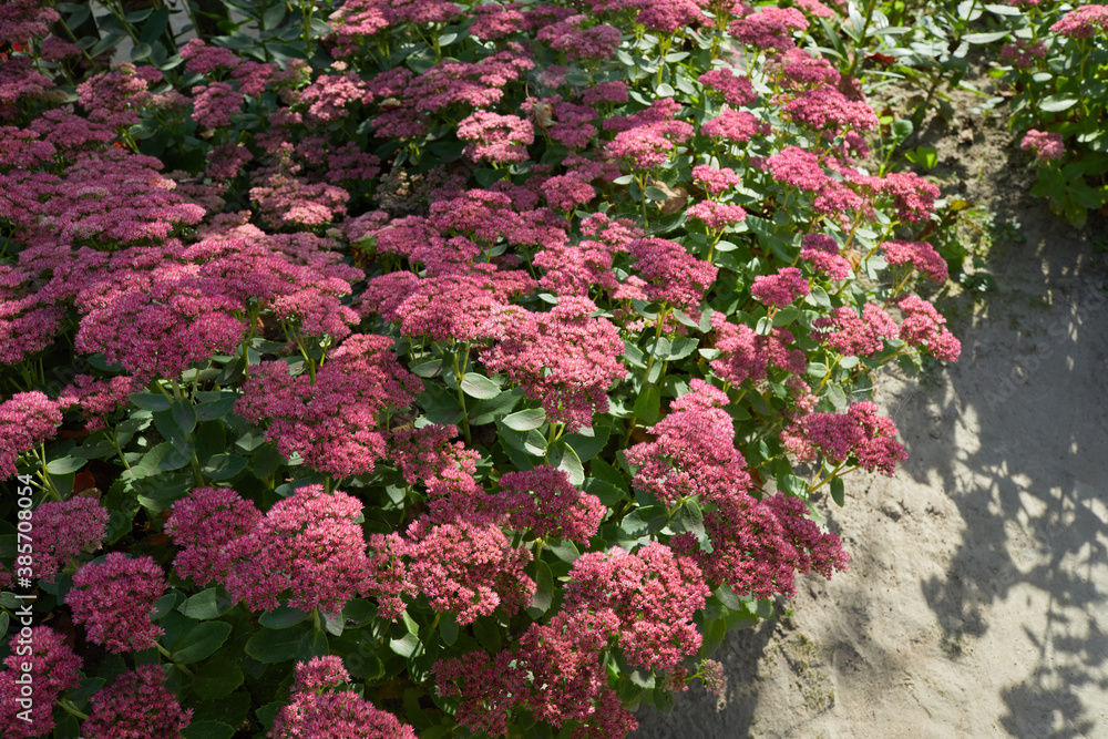 Showy stonecrop, or ice plant (Hylotelephium spectabile) growing in the ...