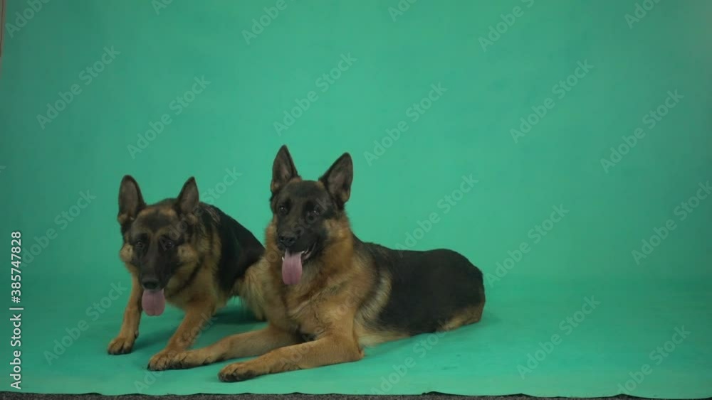 Two German Shepherd lying and looking. dog on green screen, chroma key ...