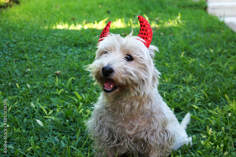 diabolical cute dog ready for halloween with a pair of red horns Stock ...