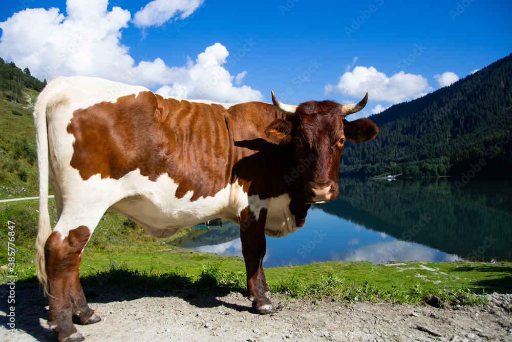Simmental cattle with horns stands in front of the Durlaßboden ...
