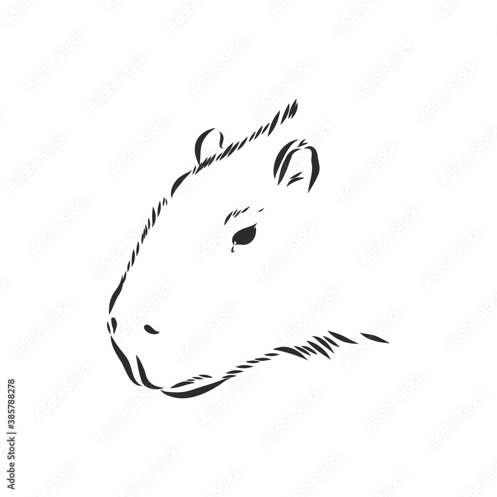 Capybara hand drawing. Animals of South America series. Vintage ...