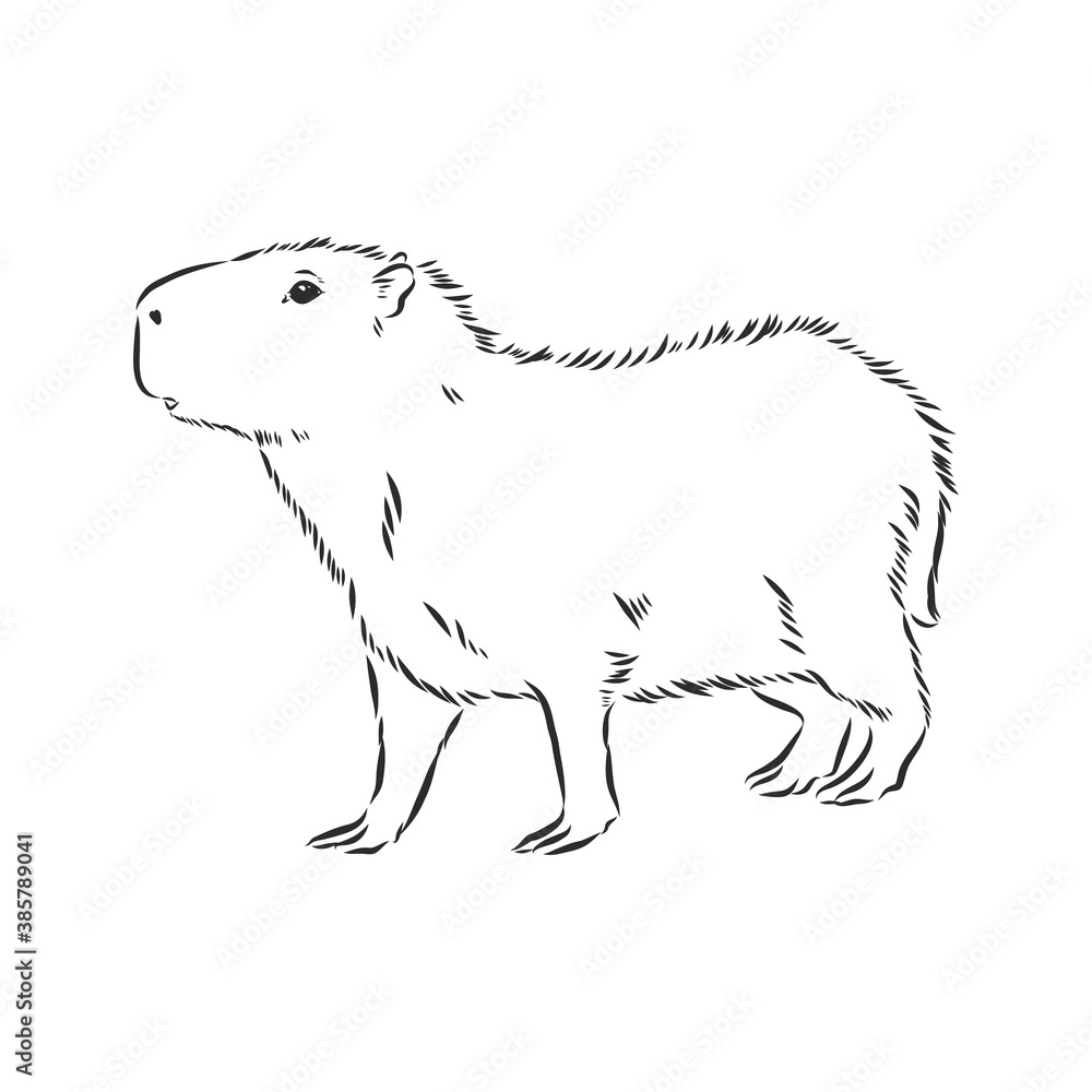 Capybara hand drawing. Animals of South America series. Vintage ...