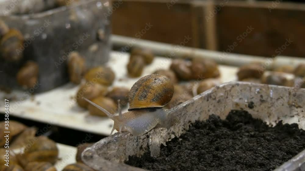 Cold chamber for the number of snails on a snail farm, a delicacy with ...