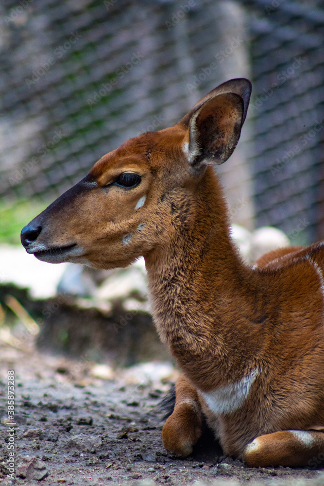 Animal Stock Photo | Adobe Stock