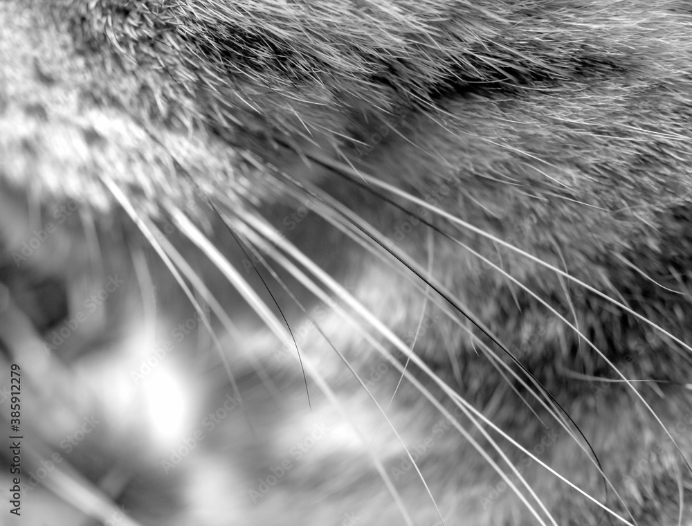 Cat whiskers and fur closeup (Background, banner, Wallpaper, texture ...