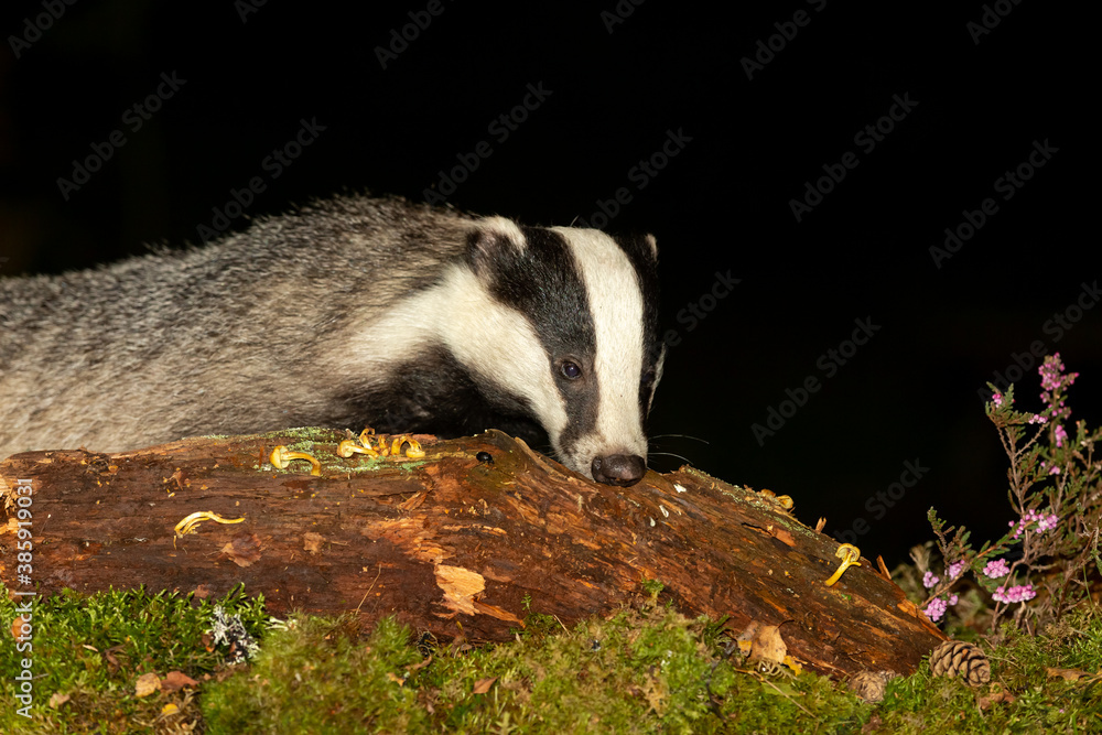 Badger (Scientific name: Meles Meles) Wild, native badger foraging for ...