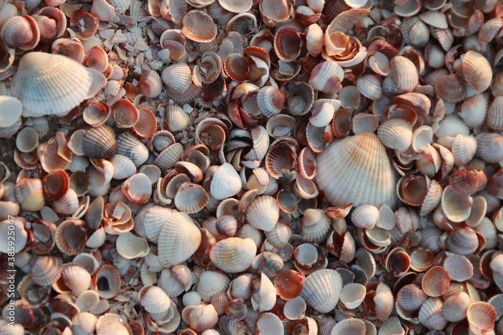 Pretty Shells