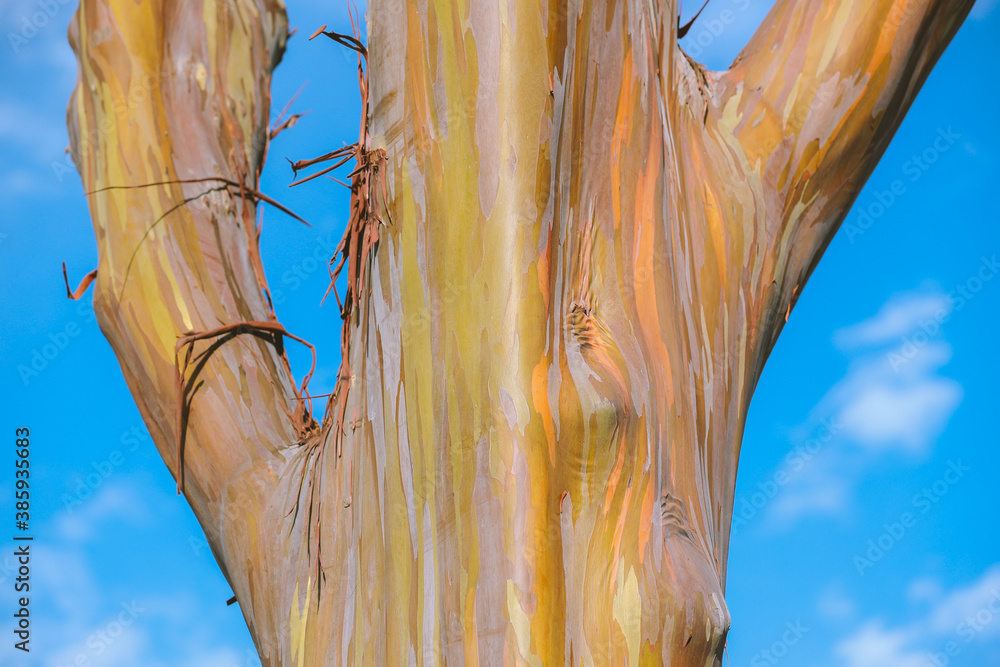 Rainbow eucalyptus at Dole Plantation, Oahu, Hawaii. Eucalyptus ...